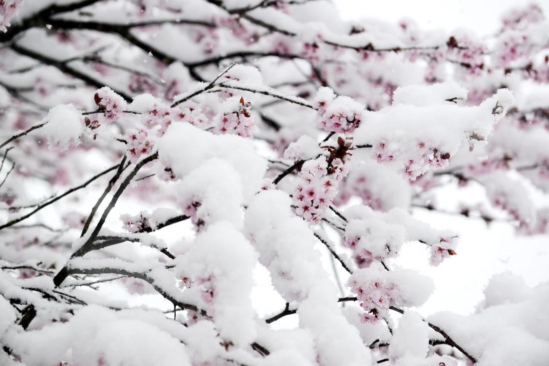 Frozen spring | News, Sports, Jobs - Altoona Mirror